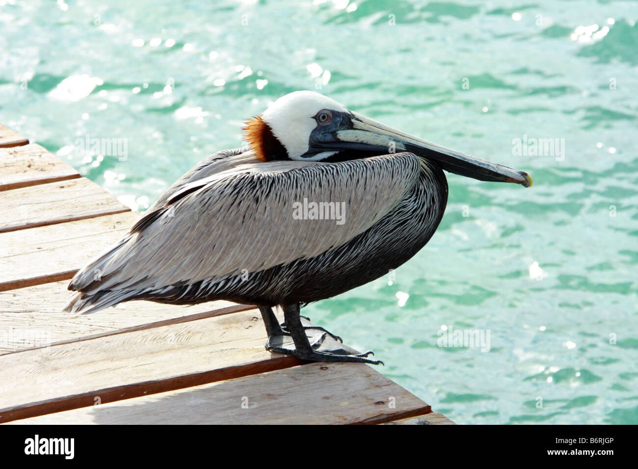 Eastern Brown Pelican aka Pelecanus occidentalis carolinensis resting ...