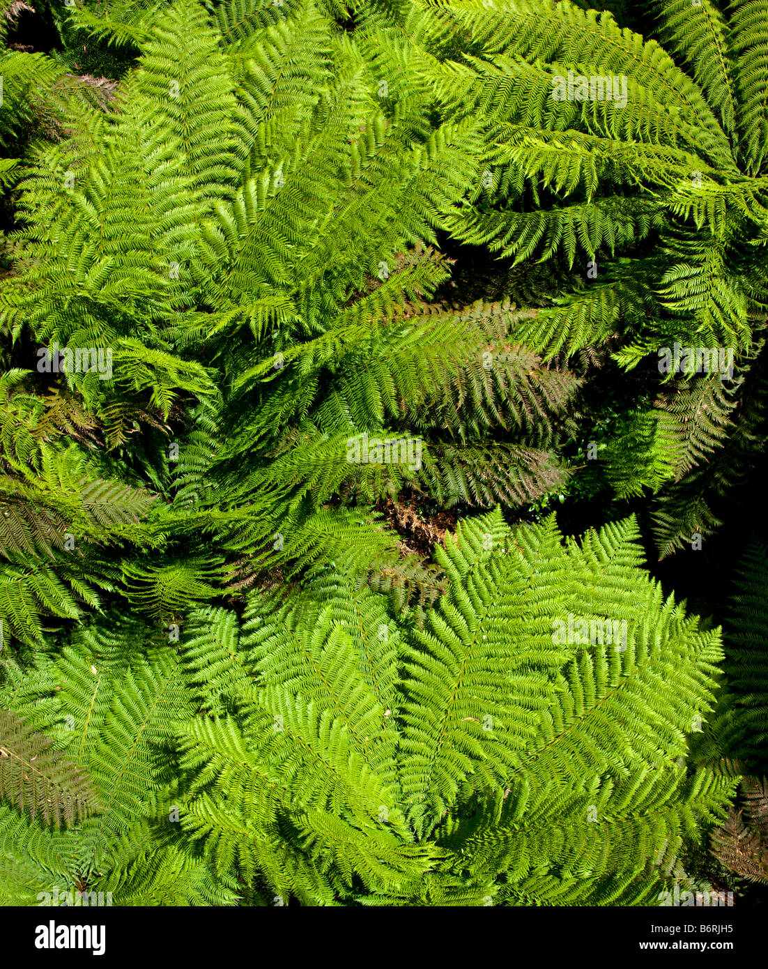 Ferns in a forest Stock Photo - Alamy