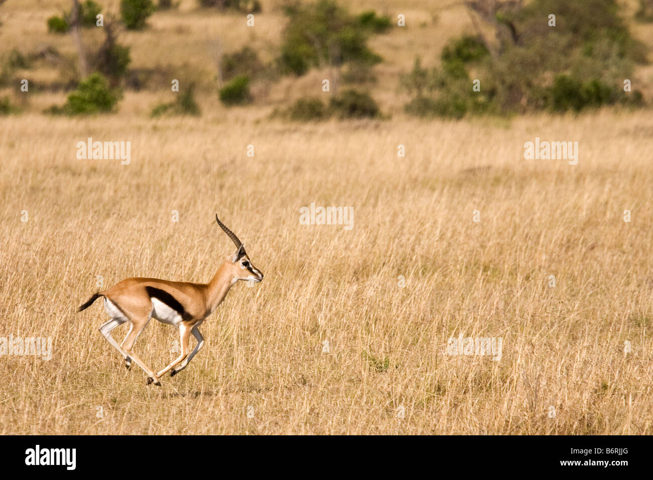 Thomson gazelle Masai Mara Game Park Kenya Africa Stock Photo - Alamy