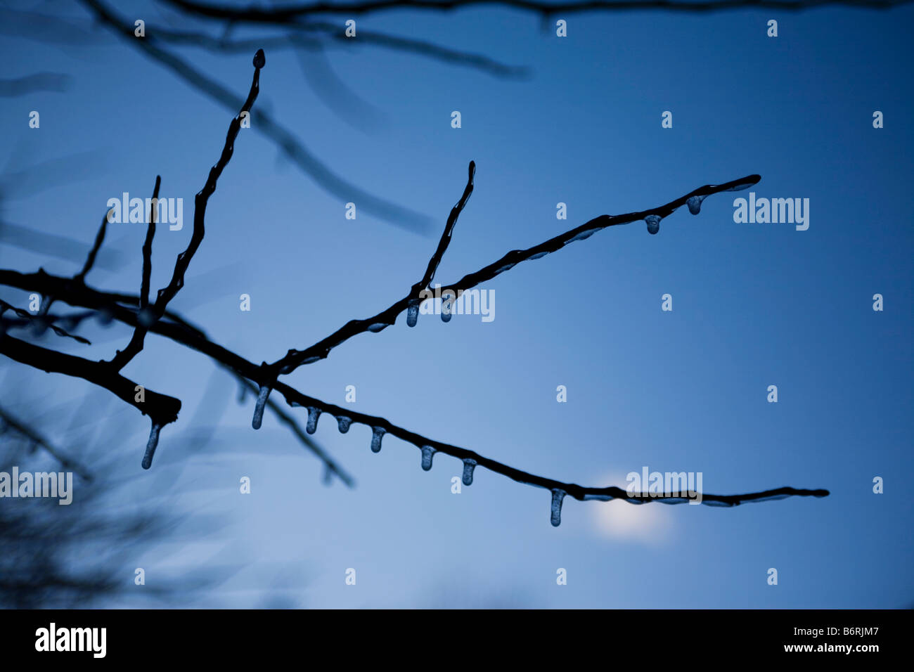Icy tree branch (freezing rain, frozen tree branch) - USA Stock Photo ...