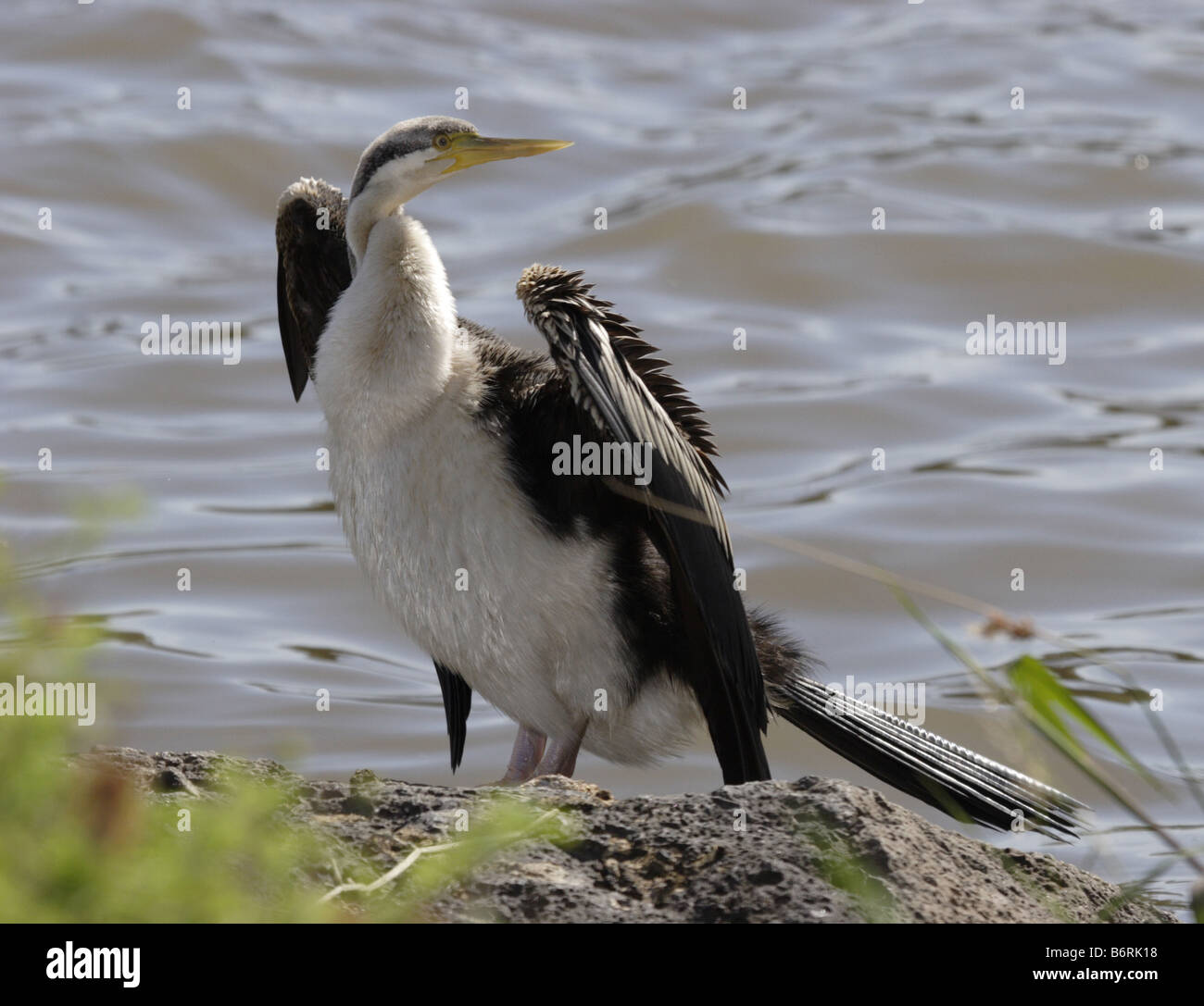 waterbird at the shore Stock Photo - Alamy