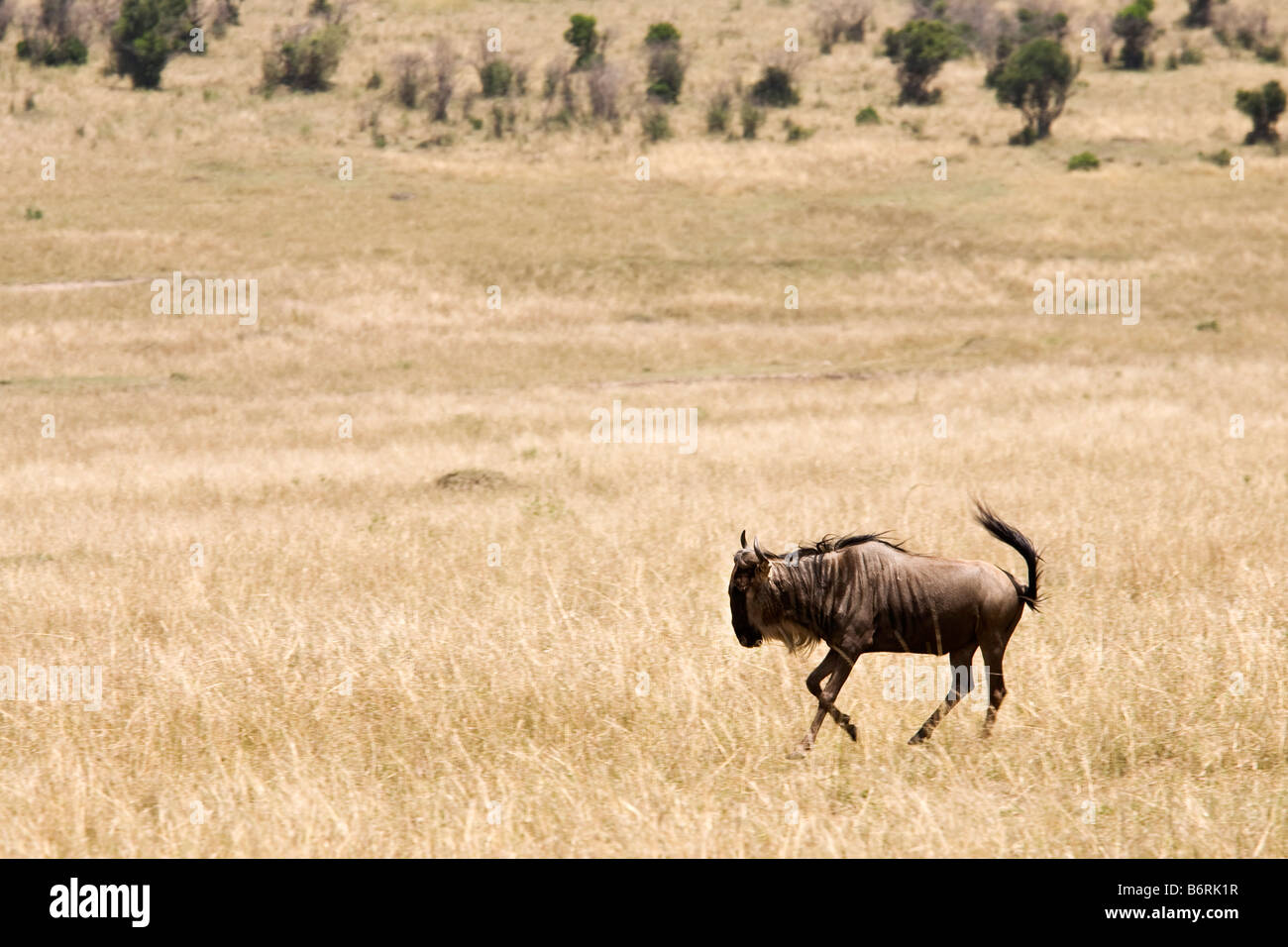 Masai Mara Game Park Kenya Africa wilderbeast Stock Photo - Alamy