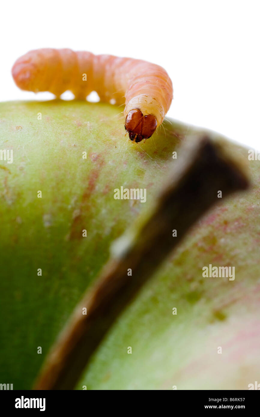 Common worm hi-res stock photography and images - Alamy