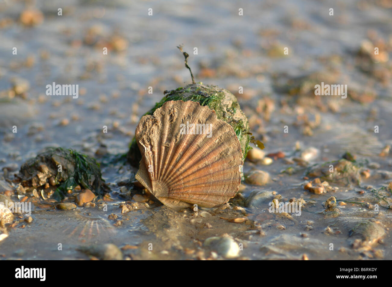 Shells on Folkestone beach, Kent Stock Photo - Alamy
