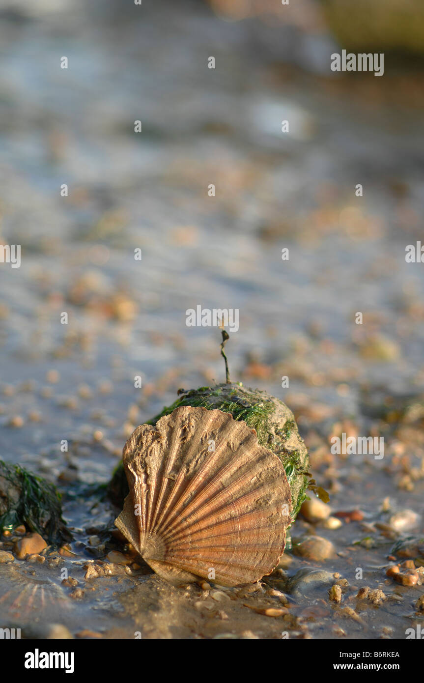 Broken shell on beach stones hi-res stock photography and images - Alamy