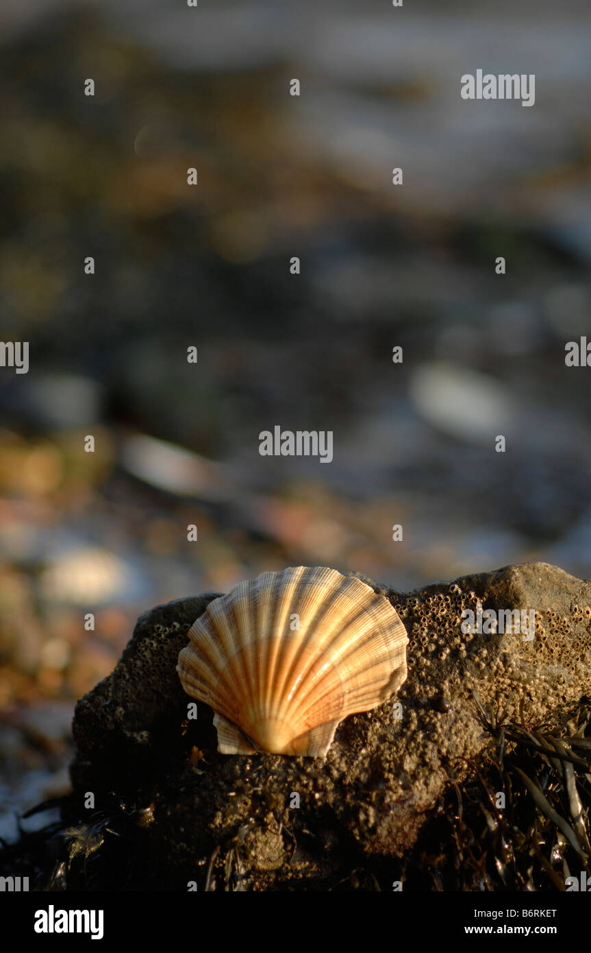 Shells on Folkestone beach, Kent Stock Photo - Alamy