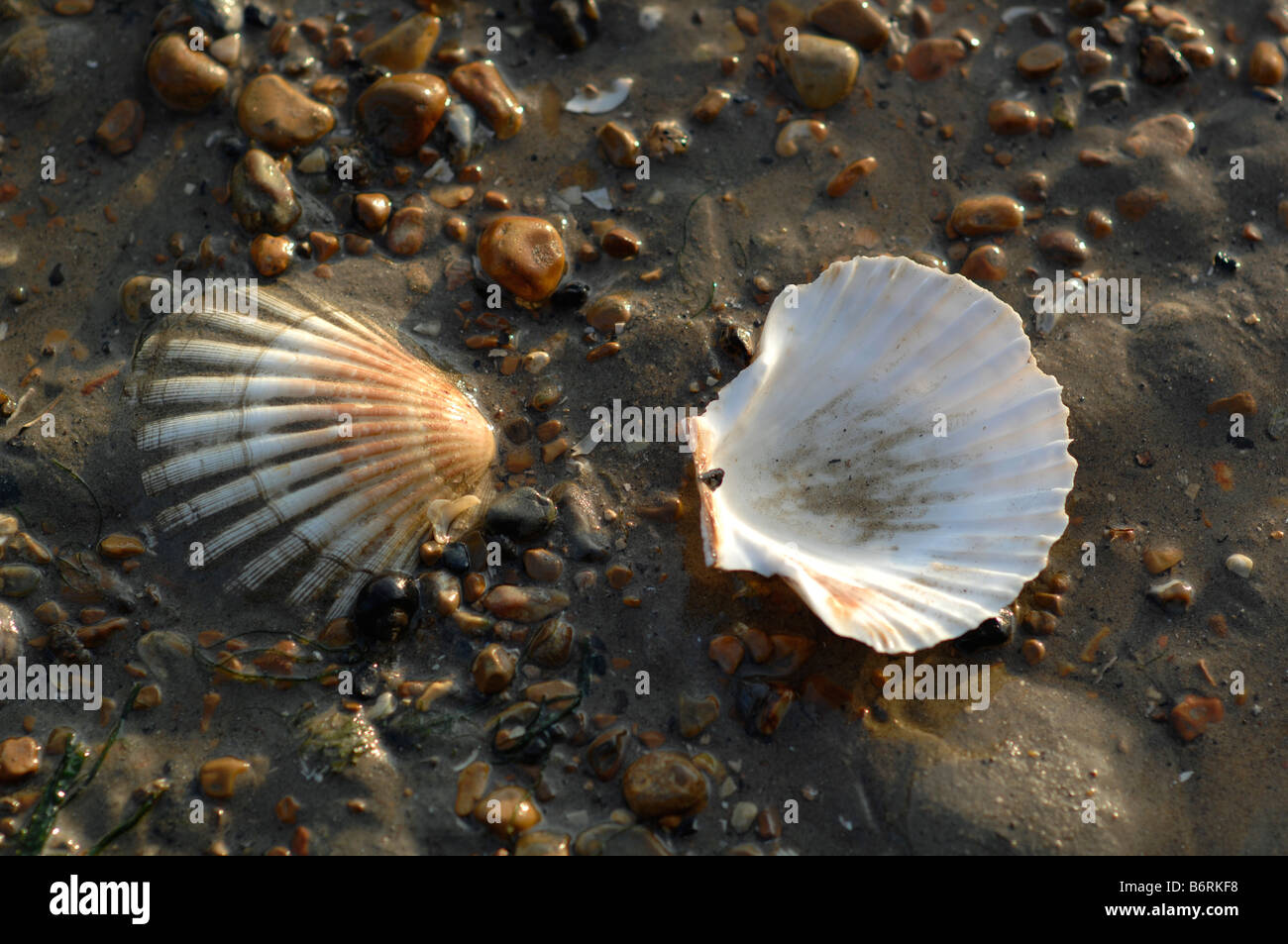 Shells on Folkestone beach, Kent Stock Photo - Alamy