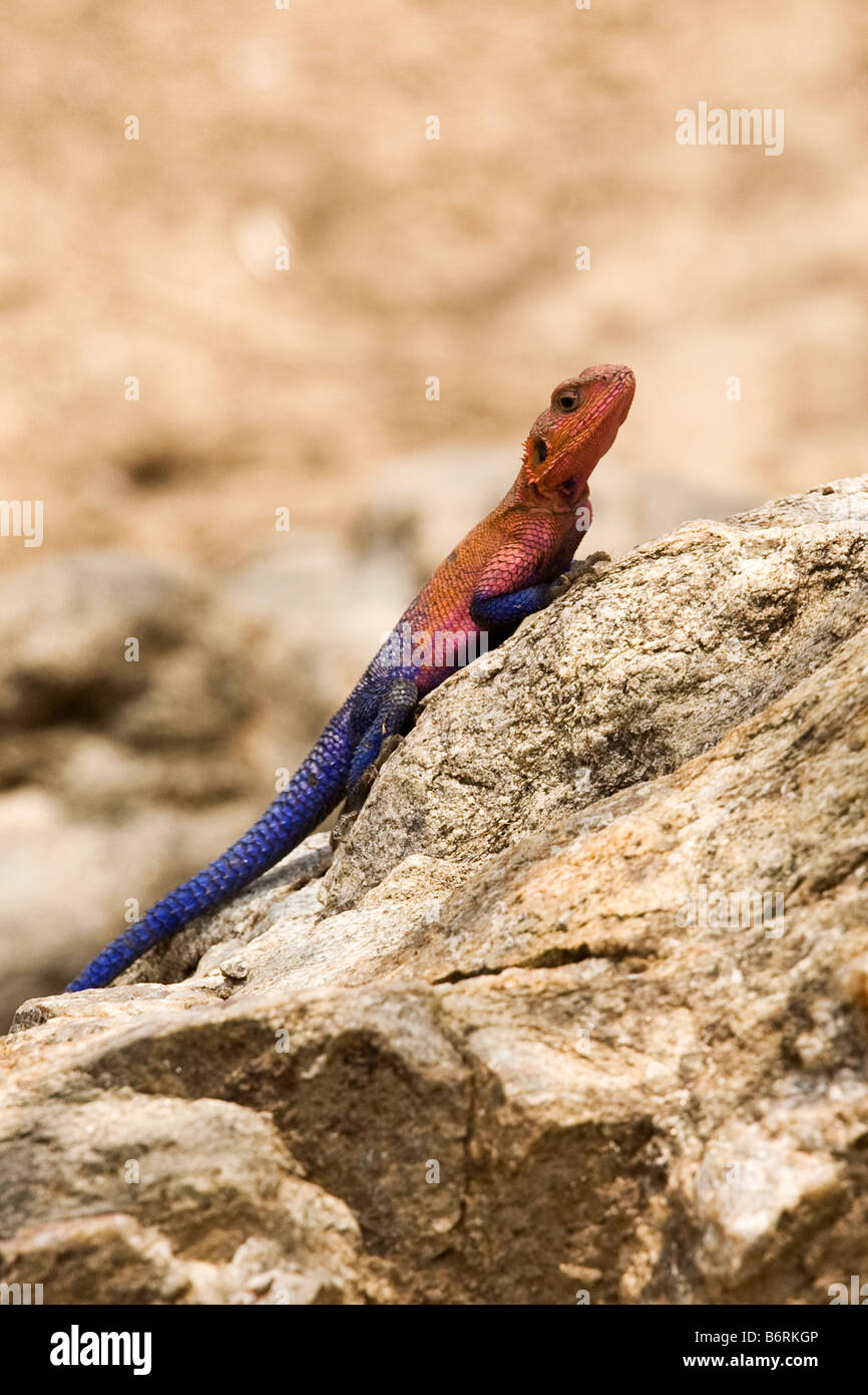 Masai mara lizard hi-res stock photography and images - Alamy