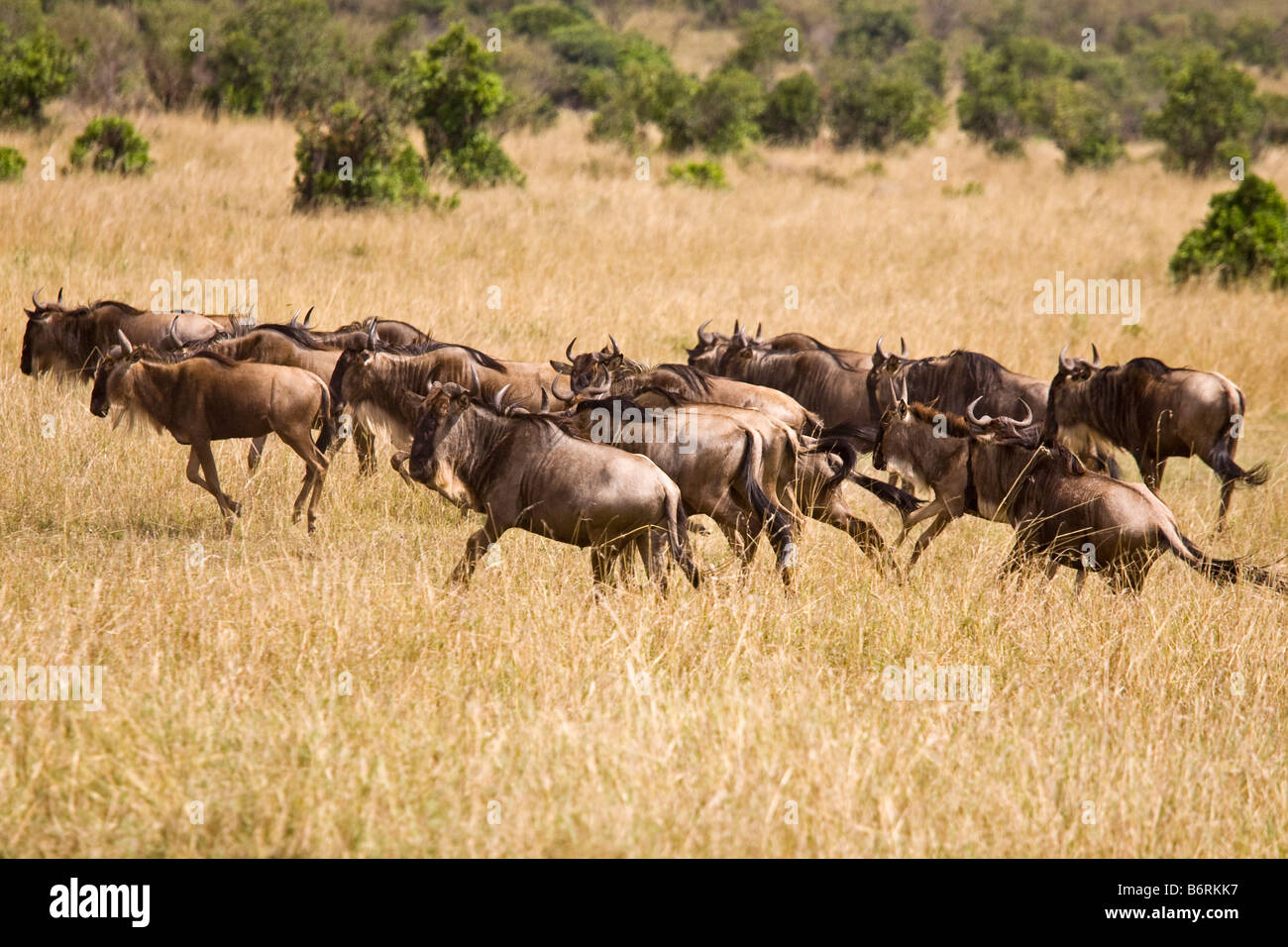 Masai Mara Game Park Kenya Africa wilderbeast Stock Photo - Alamy