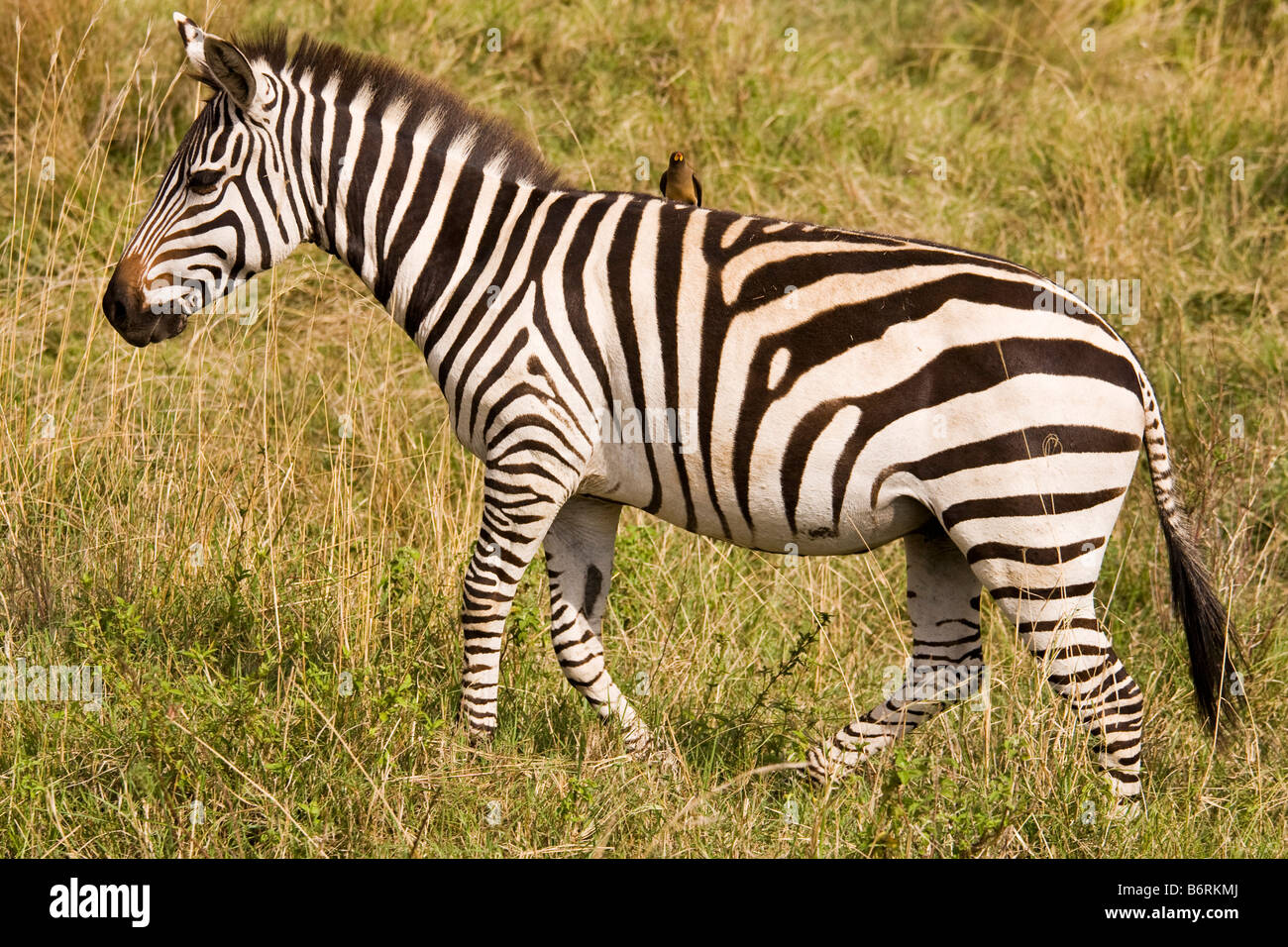 Zebra zone hi-res stock photography and images - Alamy