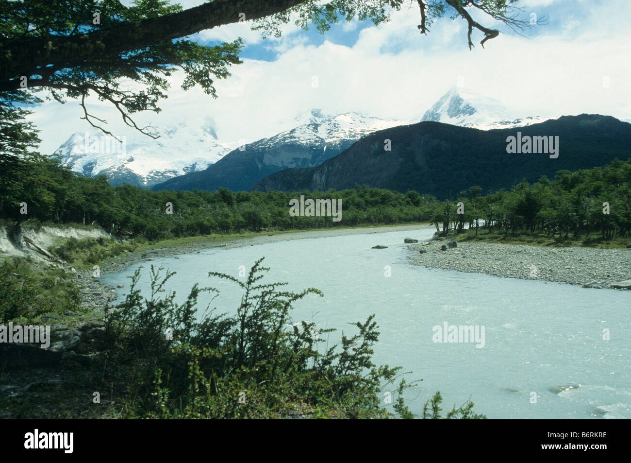 Southern beech trees (Nothofagus), Los Glaciares National Park below ...