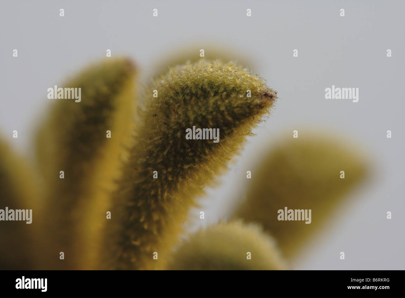 Yellow Kangaroo Paw (anigozanthos pulcherrimus) covered in dew drops ...