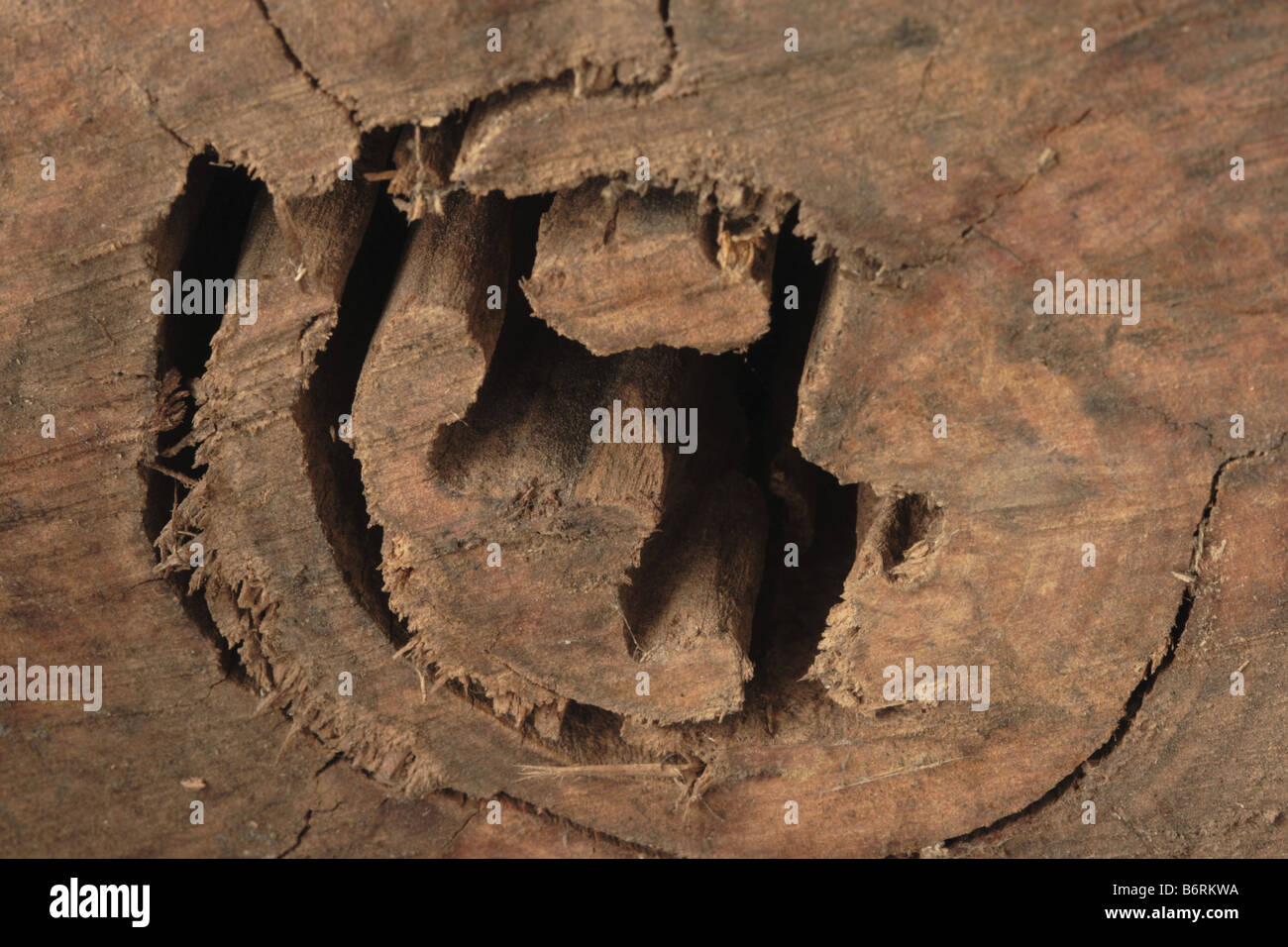 Australian redwood hi-res stock photography and images - Alamy