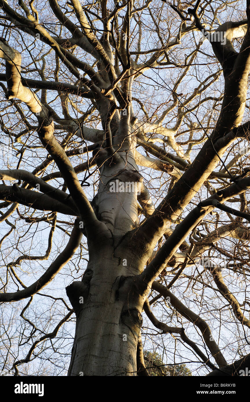 Beech Tree Winter Uk High Resolution Stock Photography and Images - Alamy