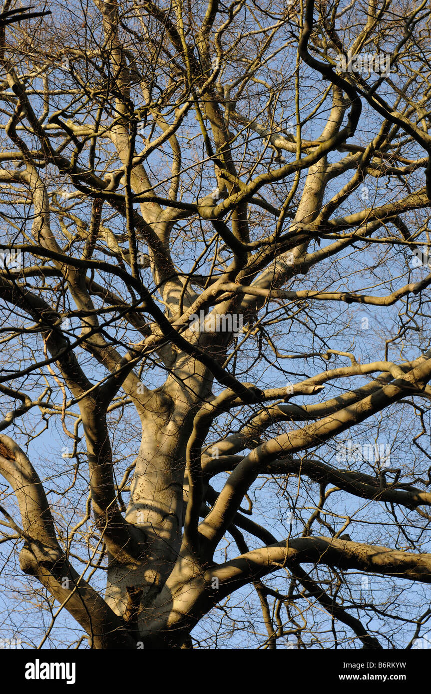 Beech Tree Winter Uk High Resolution Stock Photography and Images - Alamy