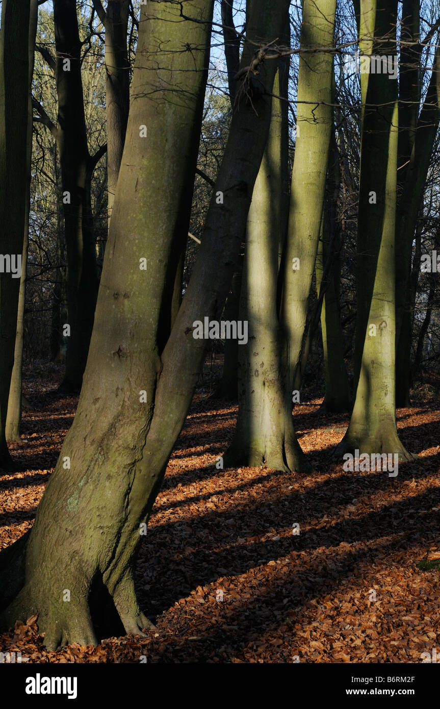 Beech trees in winter hi-res stock photography and images - Alamy