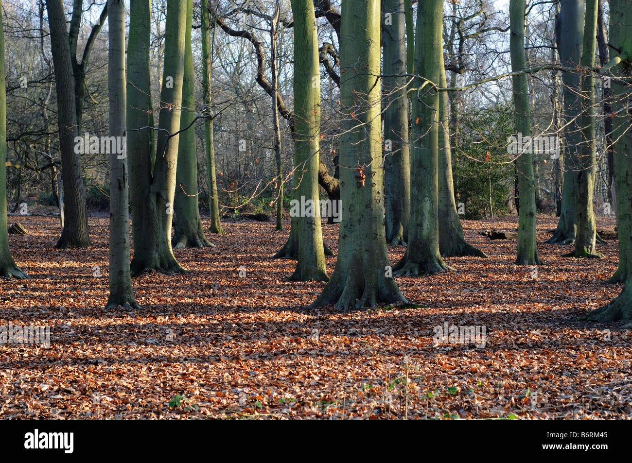 Beech tree winter uk hi-res stock photography and images - Alamy