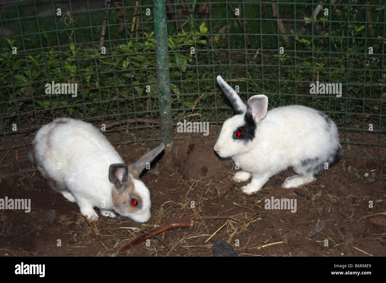 Red rabbits hi-res stock photography and images - Alamy