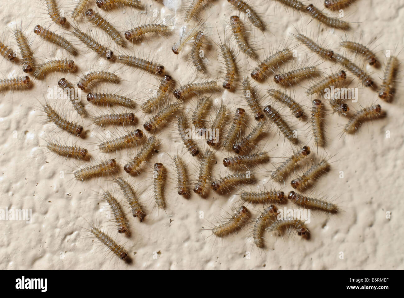 Larva colony sits on the wall Stock Photo - Alamy