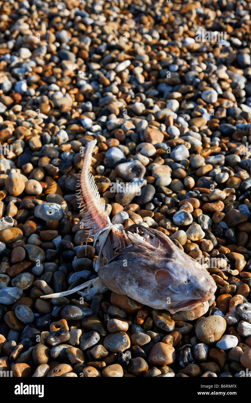 A fish carcass on the pebbles of Hastings beach Stock Photo - Alamy
