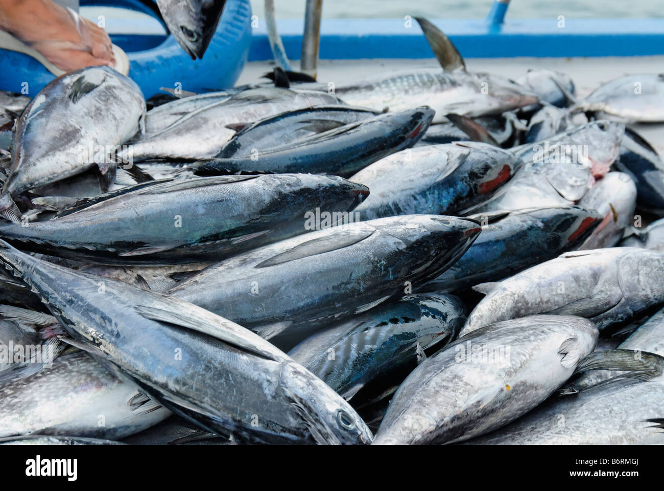 Landing the days catch of tuna at fishing tourist boat in Thailand ...