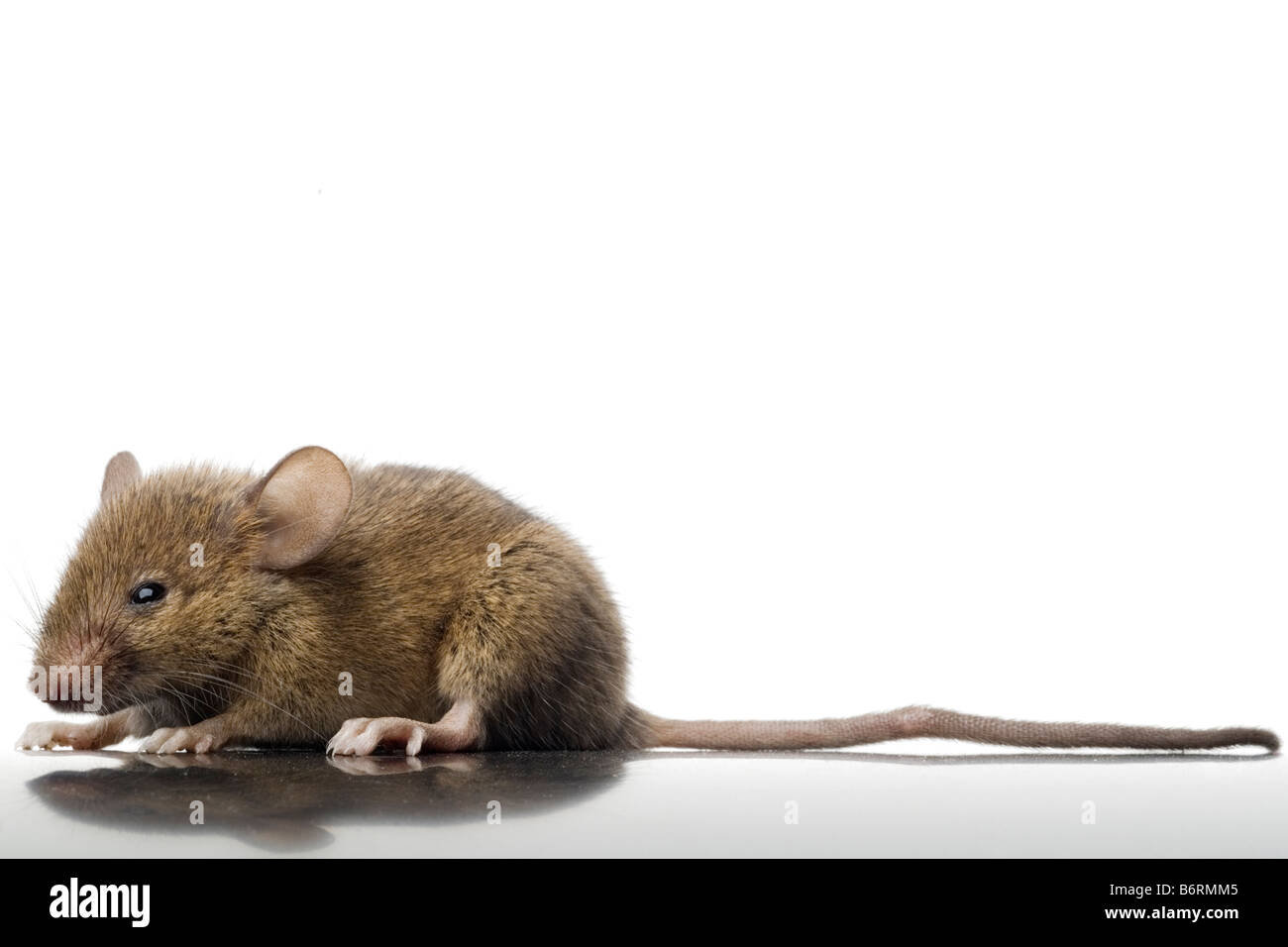 a common mouse on white Stock Photo - Alamy