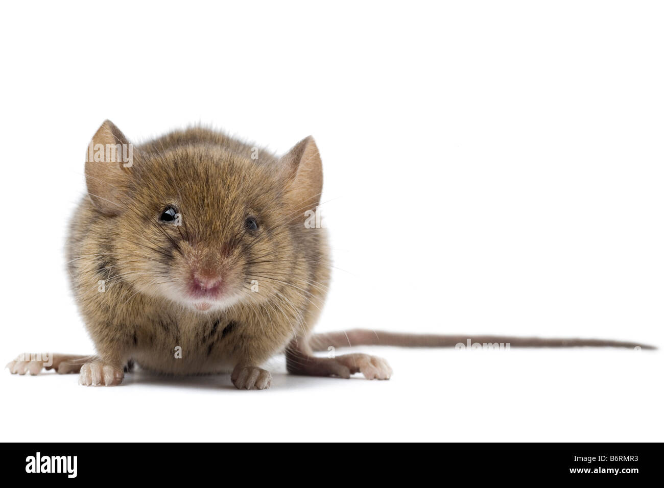 a common mouse on white Stock Photo - Alamy