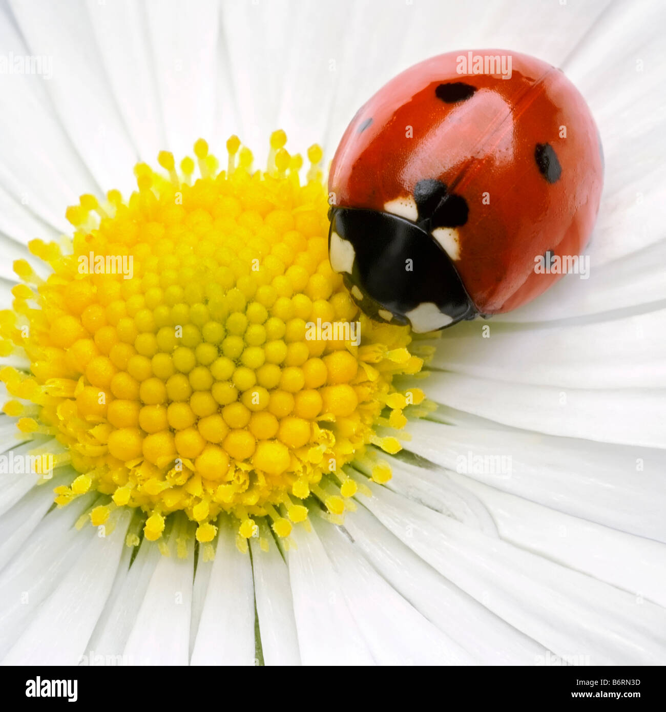 a ladybug on a flower petals Stock Photo - Alamy