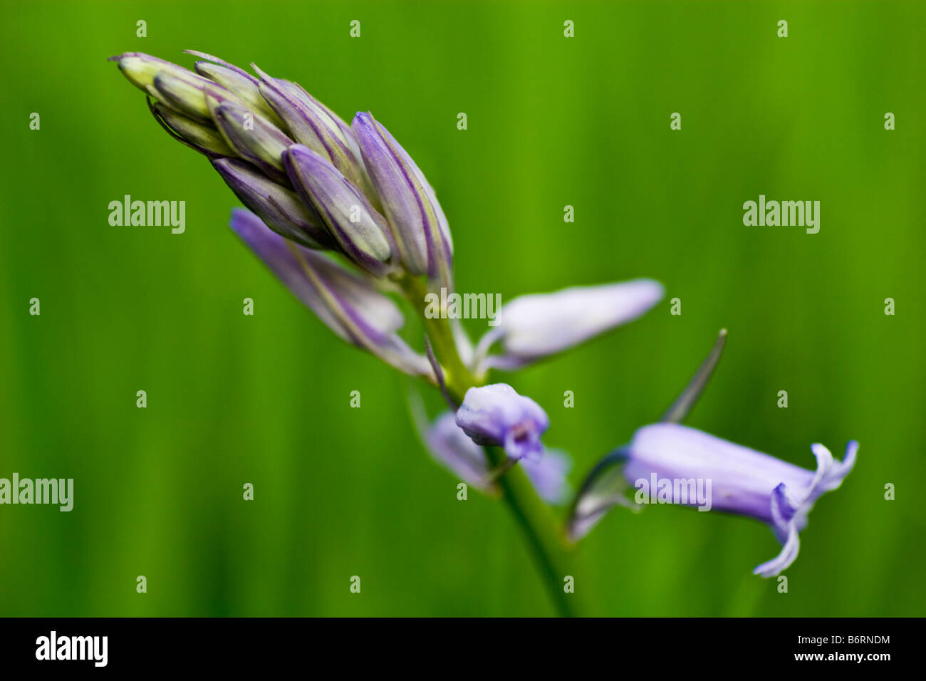 Bluebell common hi-res stock photography and images - Alamy