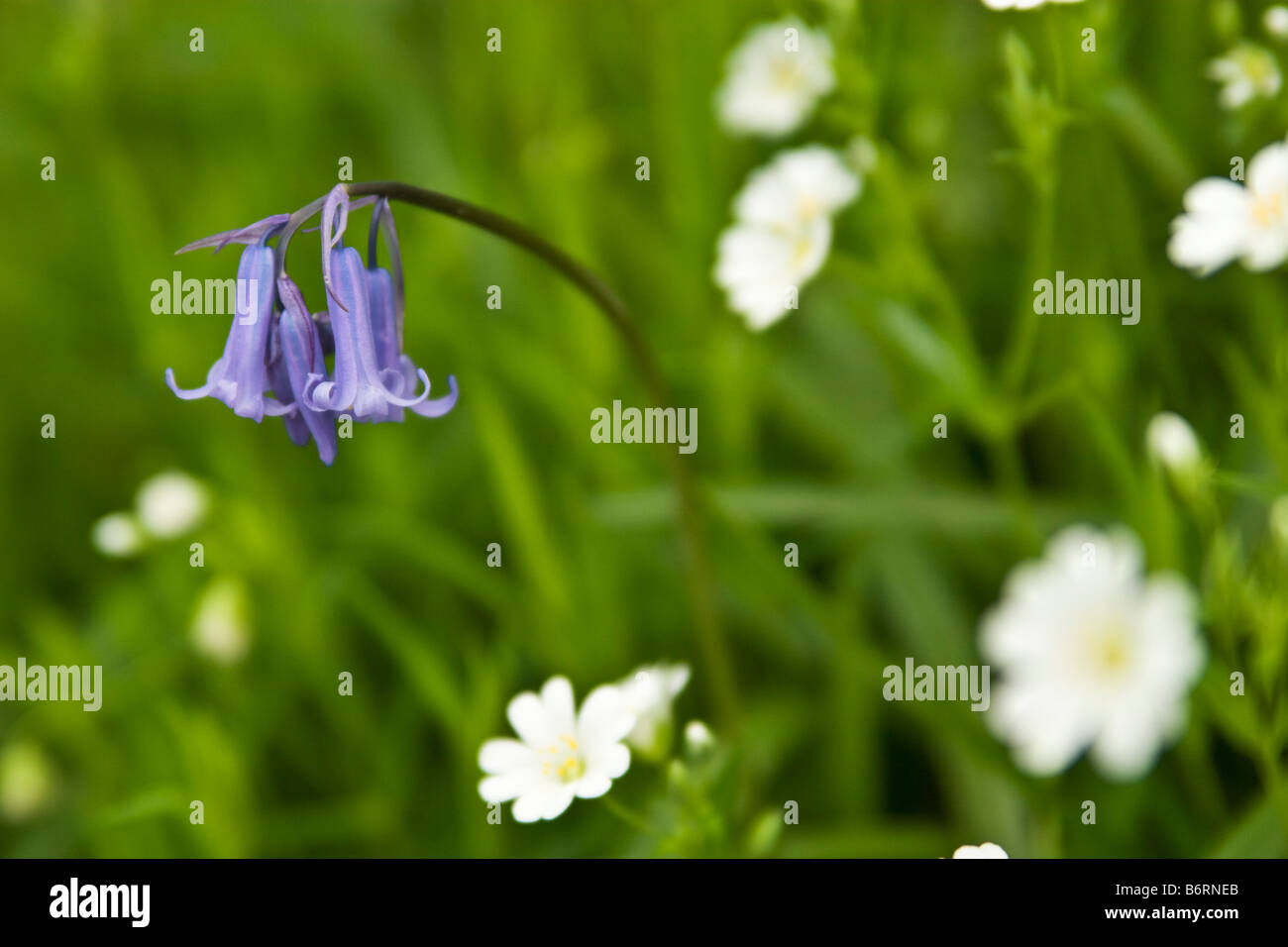 Common stitchwort hi-res stock photography and images - Alamy