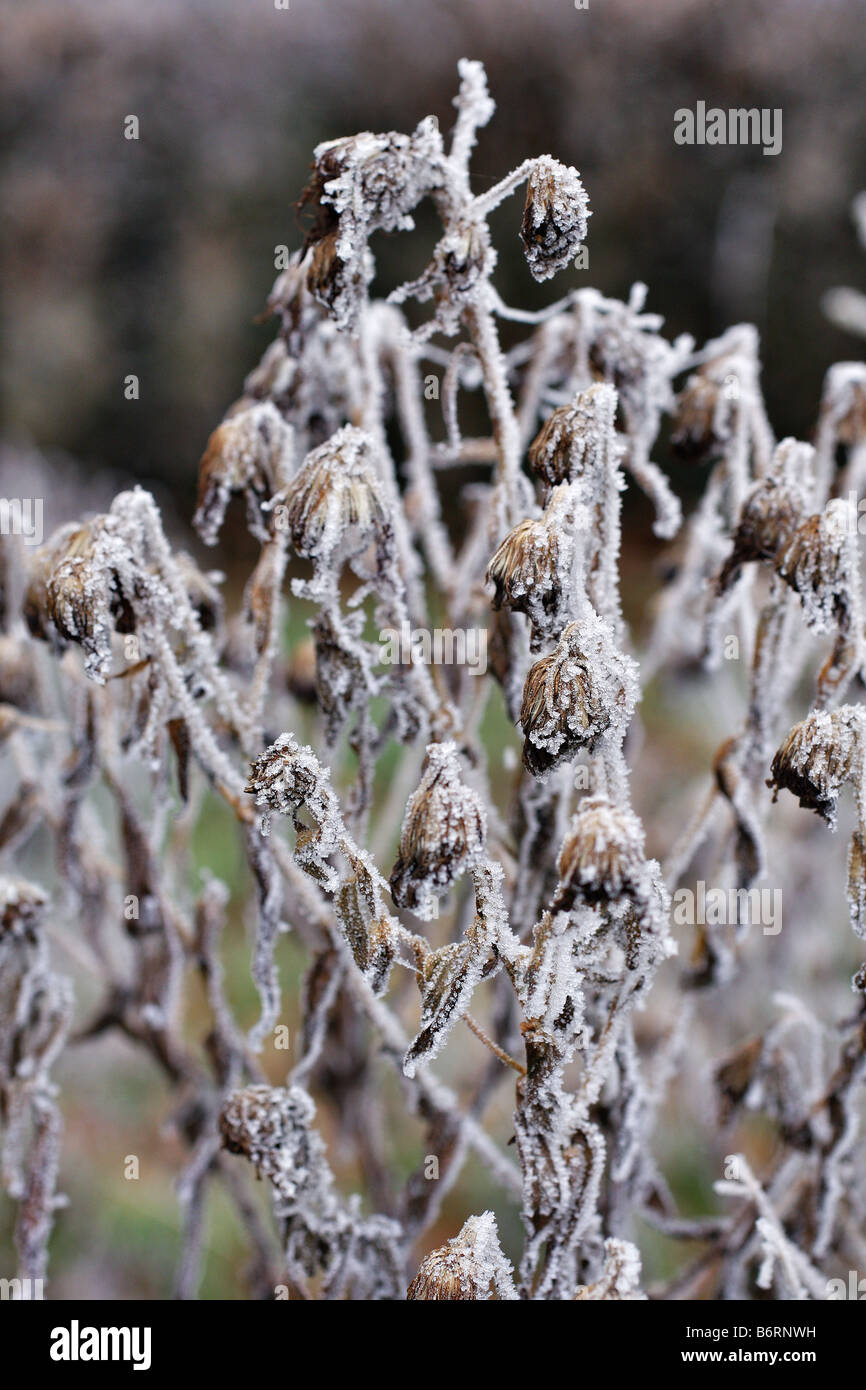 Frozen cloud hi-res stock photography and images - Alamy