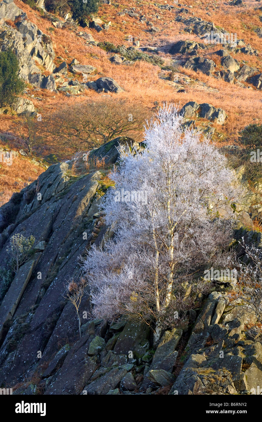 Birch tree on hillside hi-res stock photography and images - Alamy