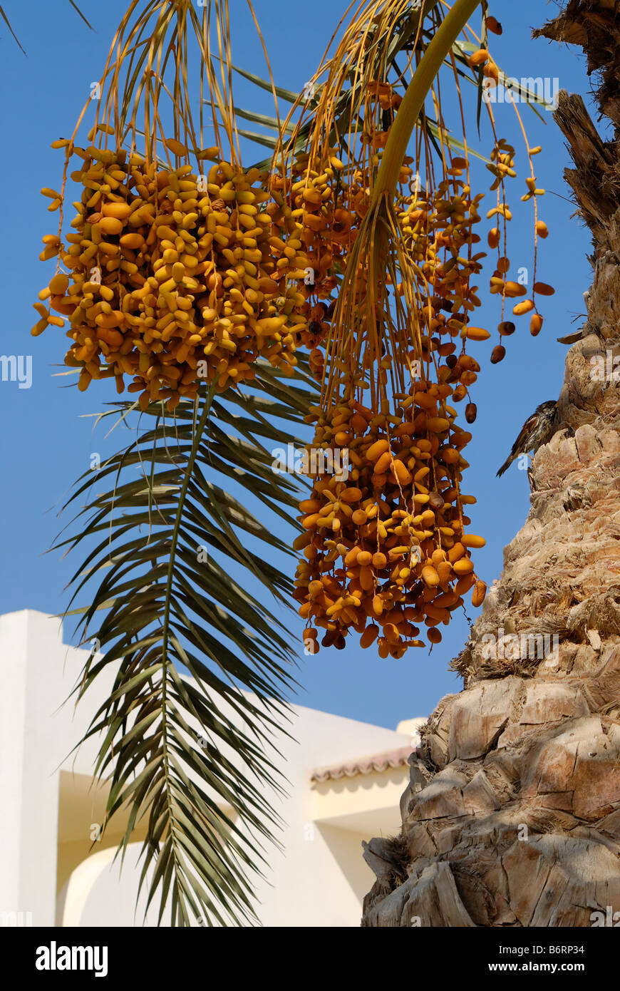 Date fruits on the palm tree on the blue sky background Egypt Stock ...