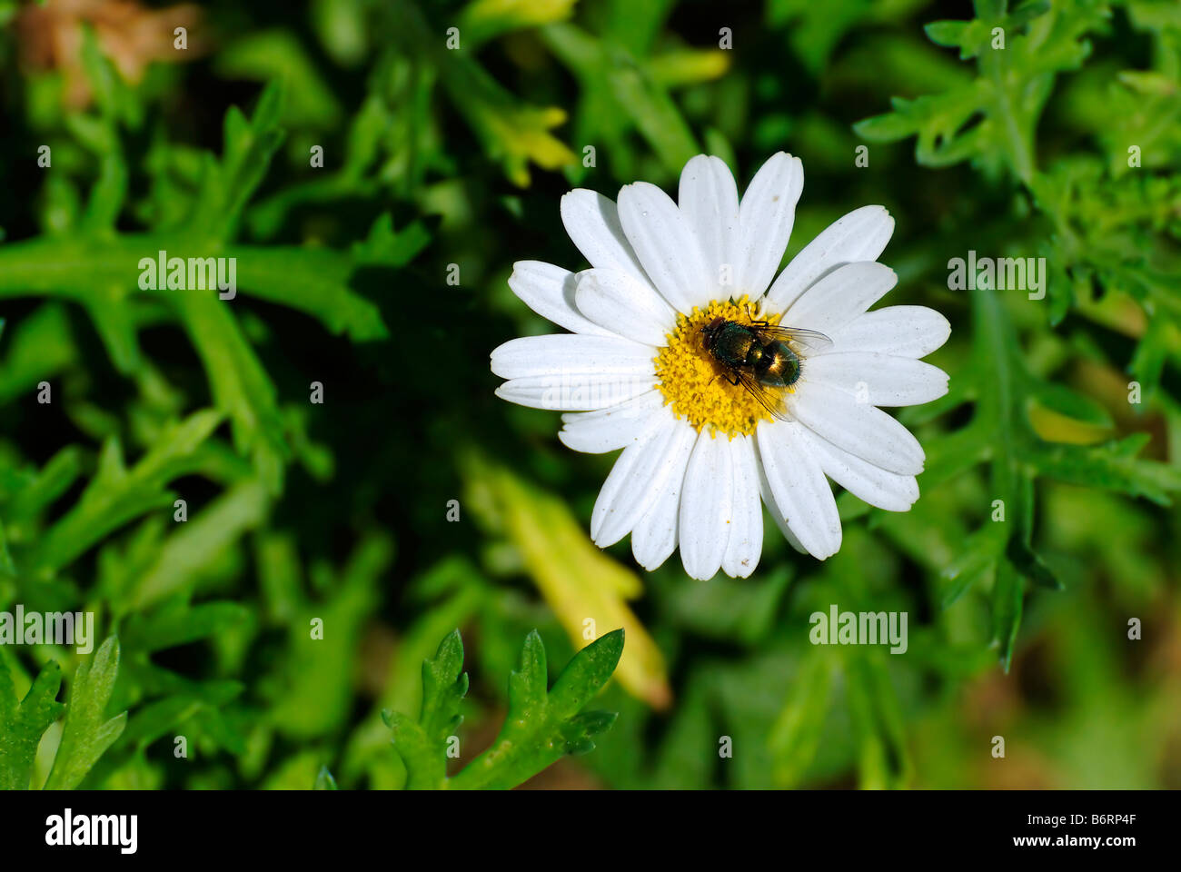 Golden camomile hi-res stock photography and images - Alamy
