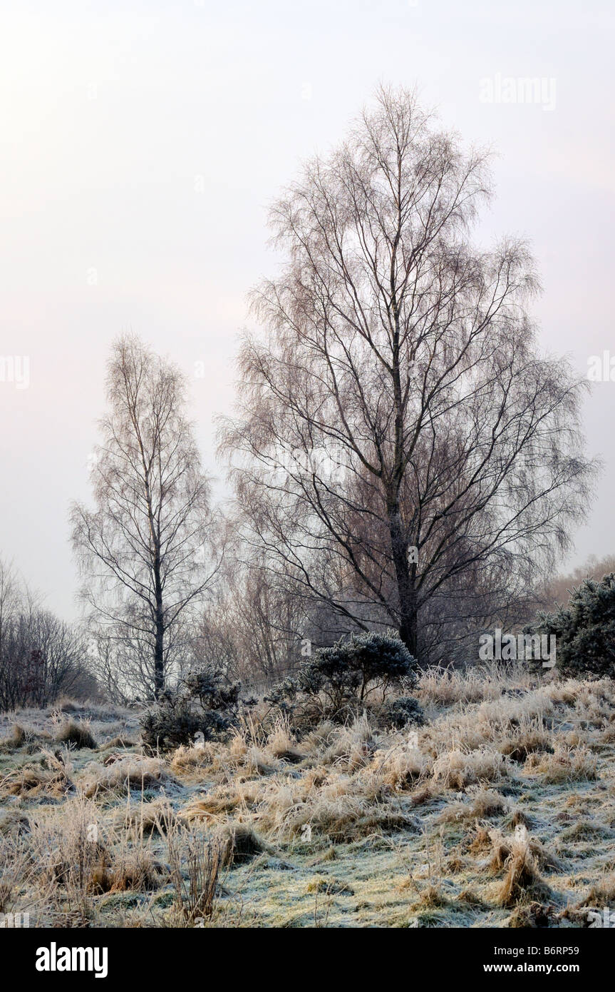Frost covered trees on a hillside Stock Photo - Alamy