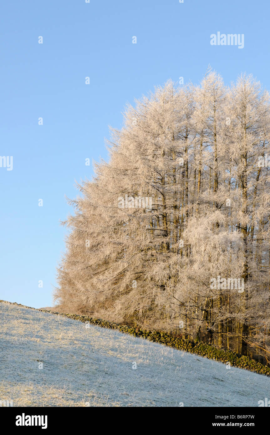Frosty trees in winter hi-res stock photography and images - Alamy