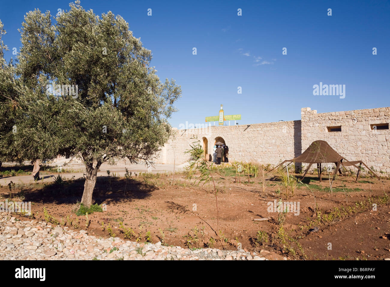 Argan morocco tree hi-res stock photography and images - Alamy