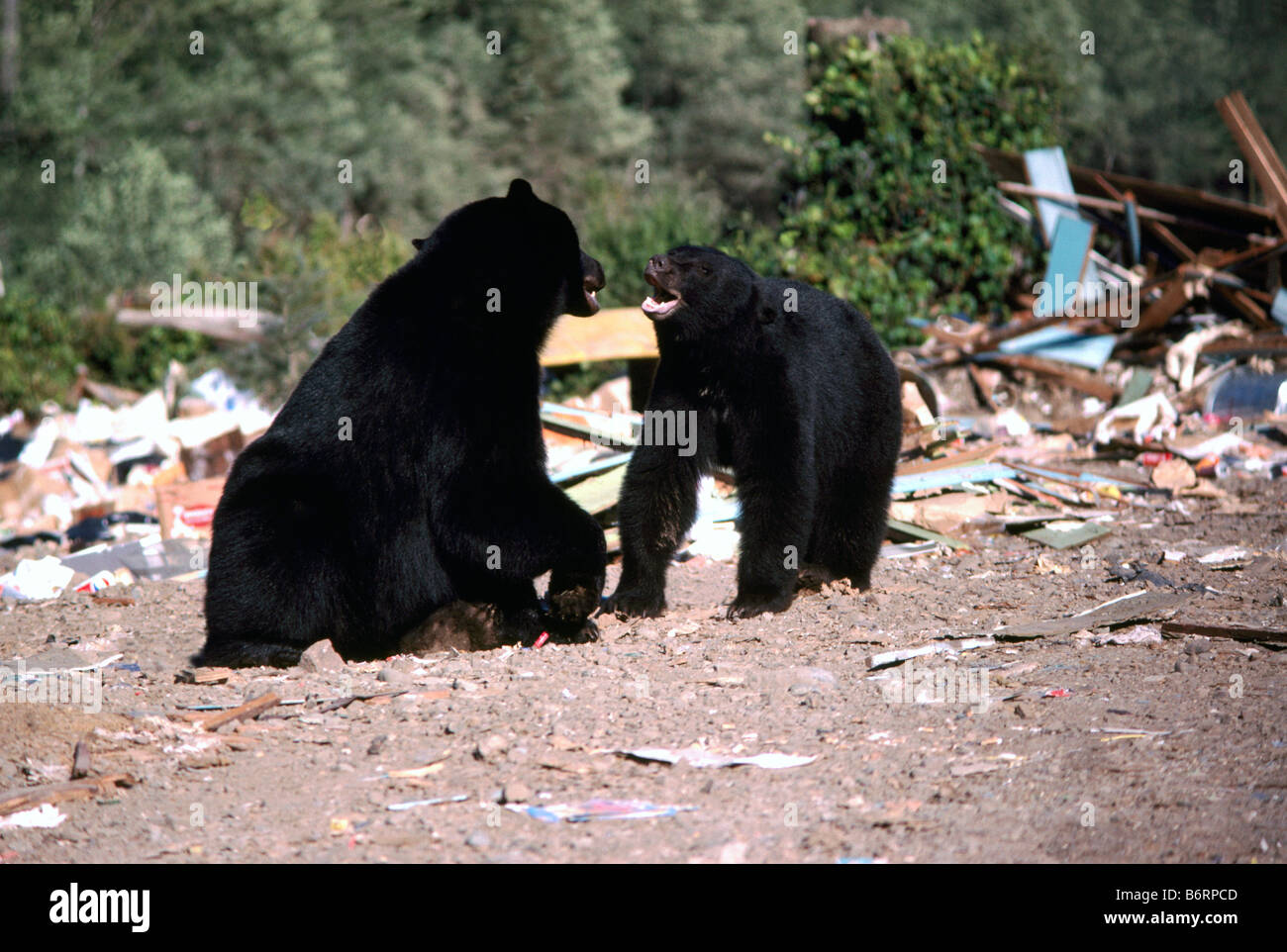 Black Bears (Ursus americanus) roaming for Food on a Garbage Dump Stock ...