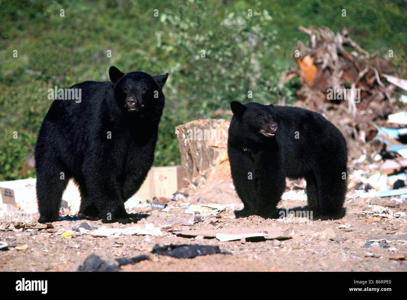 Wild garbage dumps hi-res stock photography and images - Alamy
