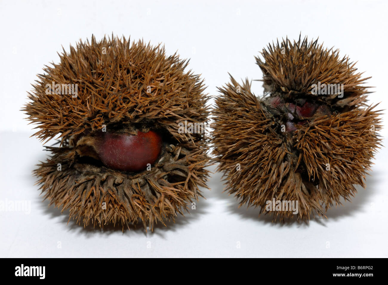 Chinese chestnut castanea mollissima hi-res stock photography and ...