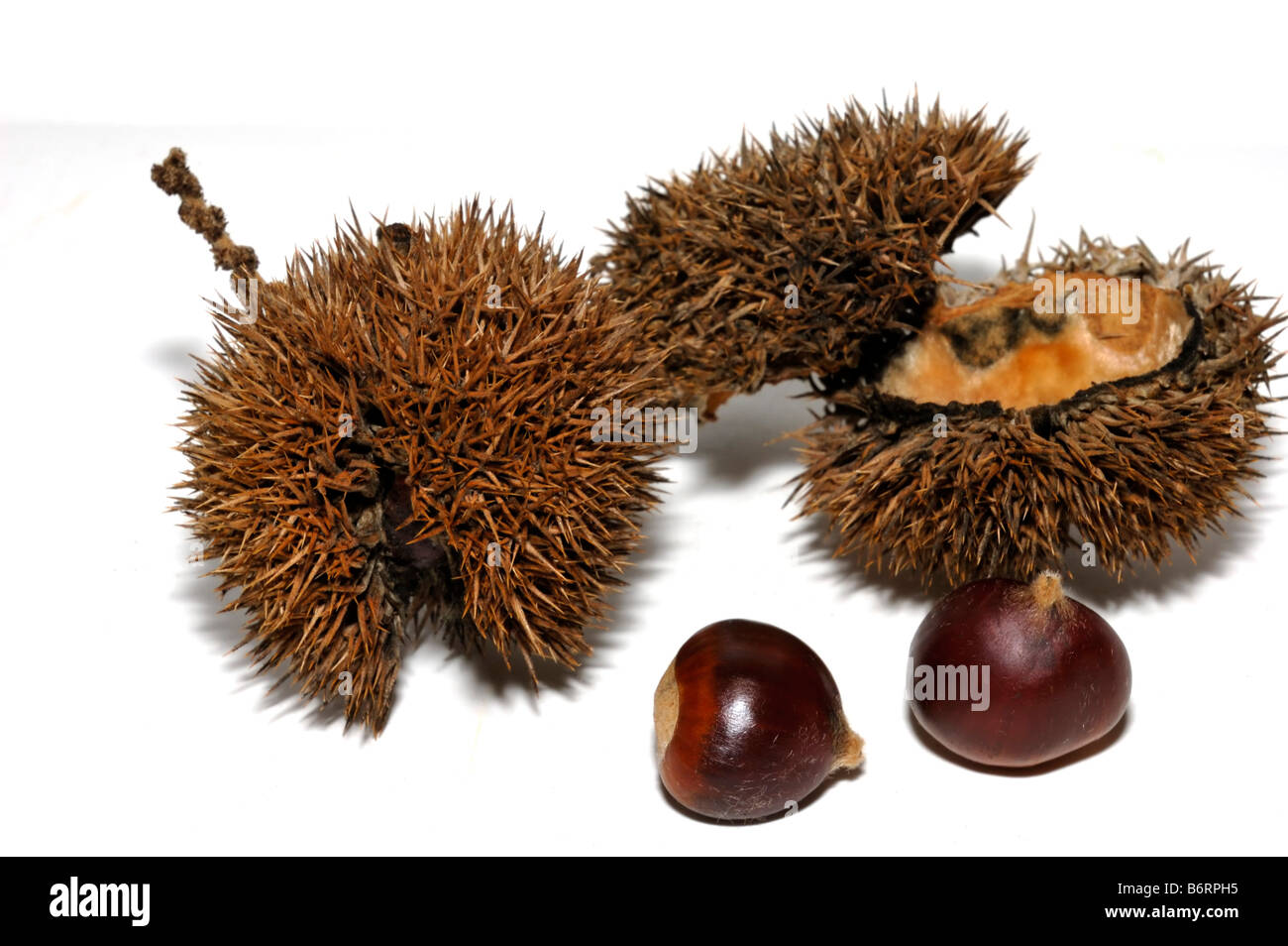 Burr hi-res stock photography and images - Alamy