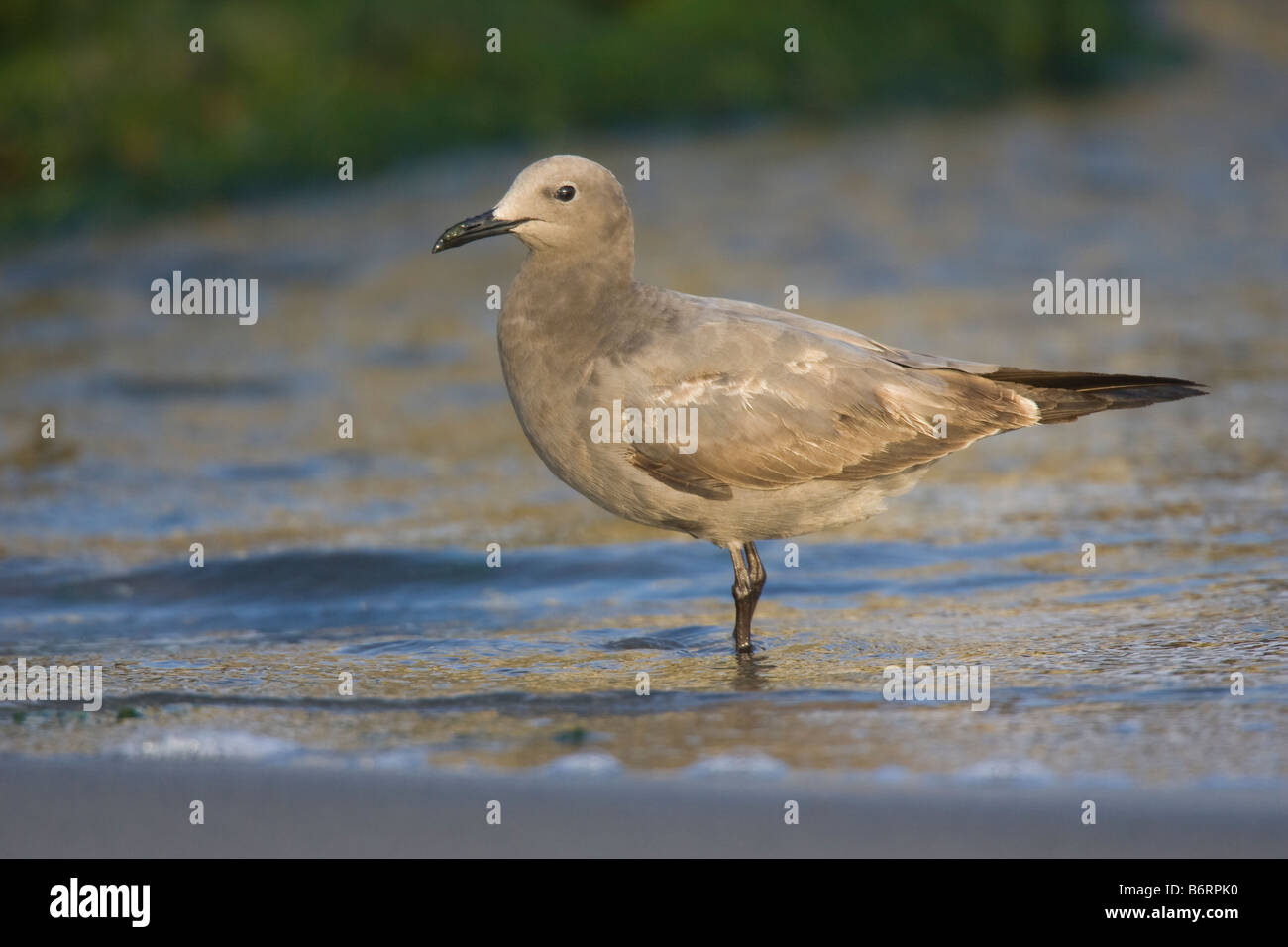 Grey gull larus modestus hi-res stock photography and images - Alamy