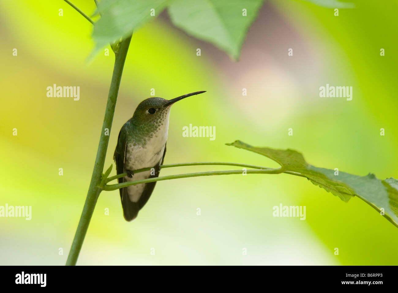 Green hummingbird hi-res stock photography and images - Alamy