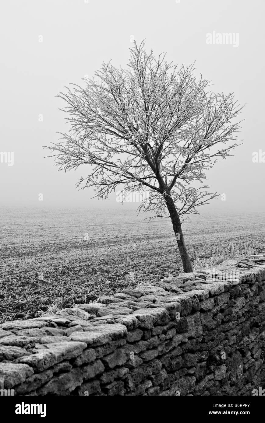 Trees in stone wall Black and White Stock Photos & Images - Alamy