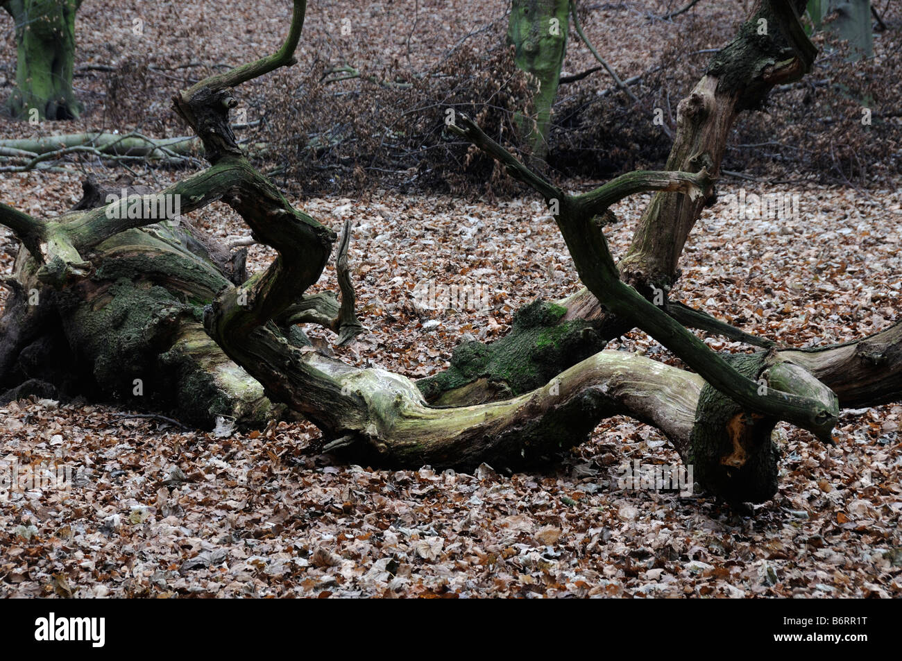 Fallen Tree Branch at Brayton Barff Nr Selby North Yorkshire UK Stock ...