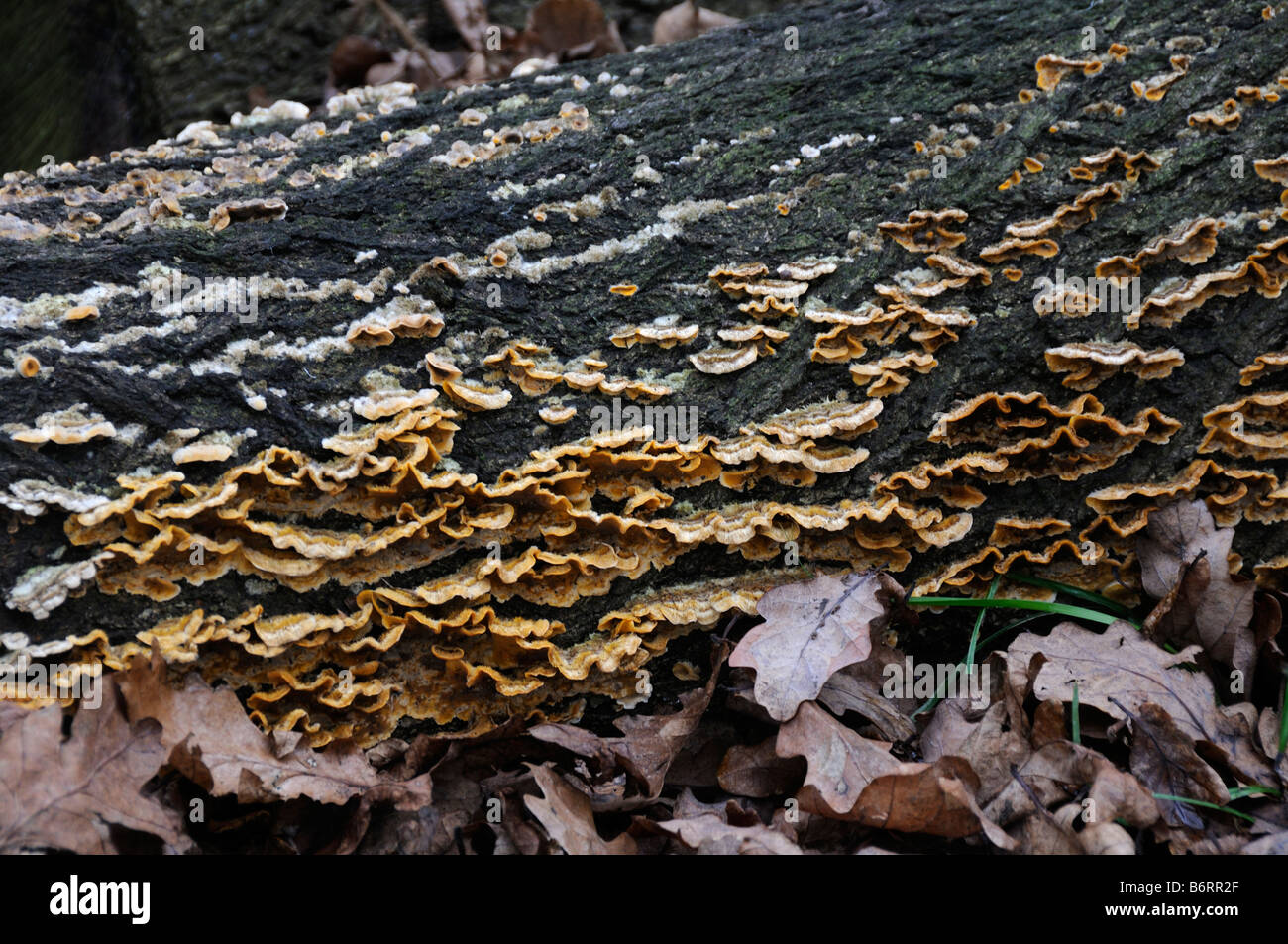 Dead tree fungus uk hi-res stock photography and images - Alamy