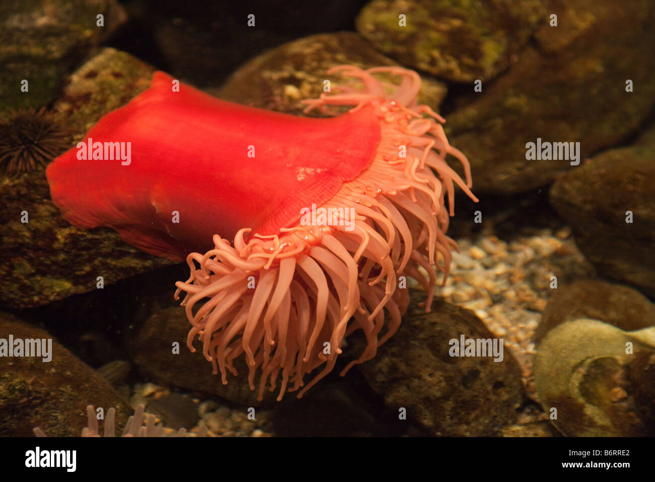 Actinia equina hi-res stock photography and images - Alamy