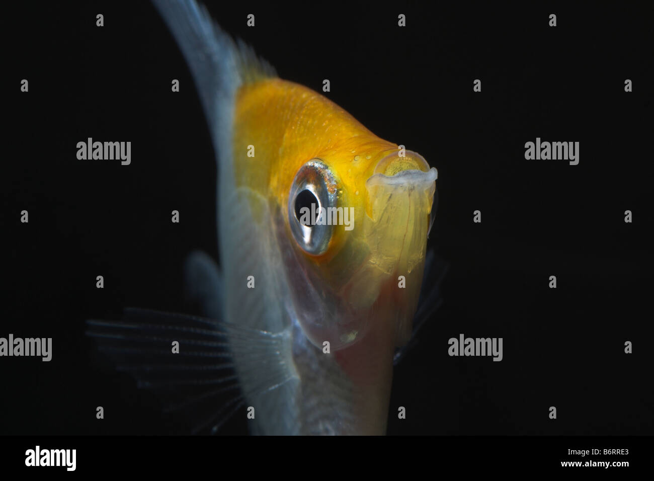 Angelfish angel fish in hi-res stock photography and images - Alamy