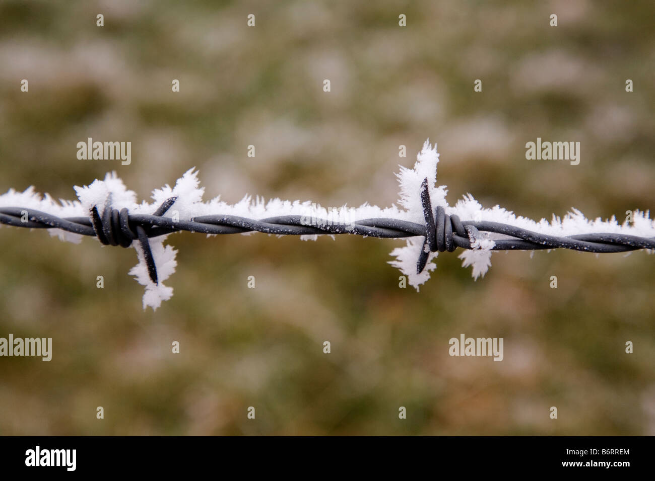 Frost covers leaves hi-res stock photography and images - Alamy