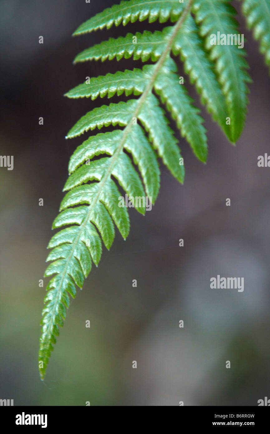 Silver Fern or ponga. New Zealand Icon. Abel Tasman National Park ...